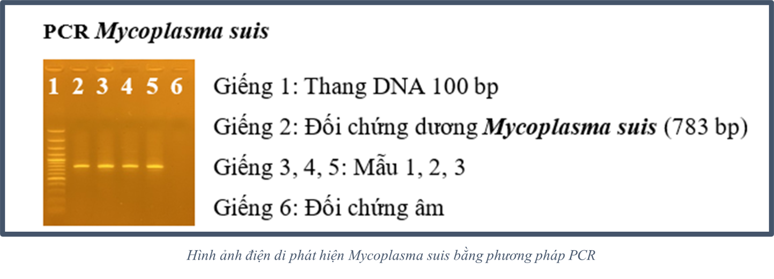 PCR & Realtime PCR - CÔNG TY TNHH DỊCH VỤ CHĂN NUÔI P&Y